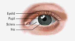 Eye-map | Fox Valley Plastic Surgery, S.C.